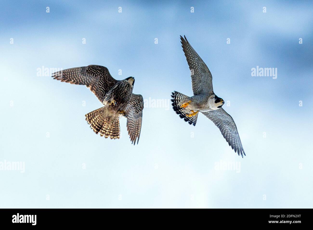 Wanderfalke (Falco peregrinus Stock Photo - Alamy
