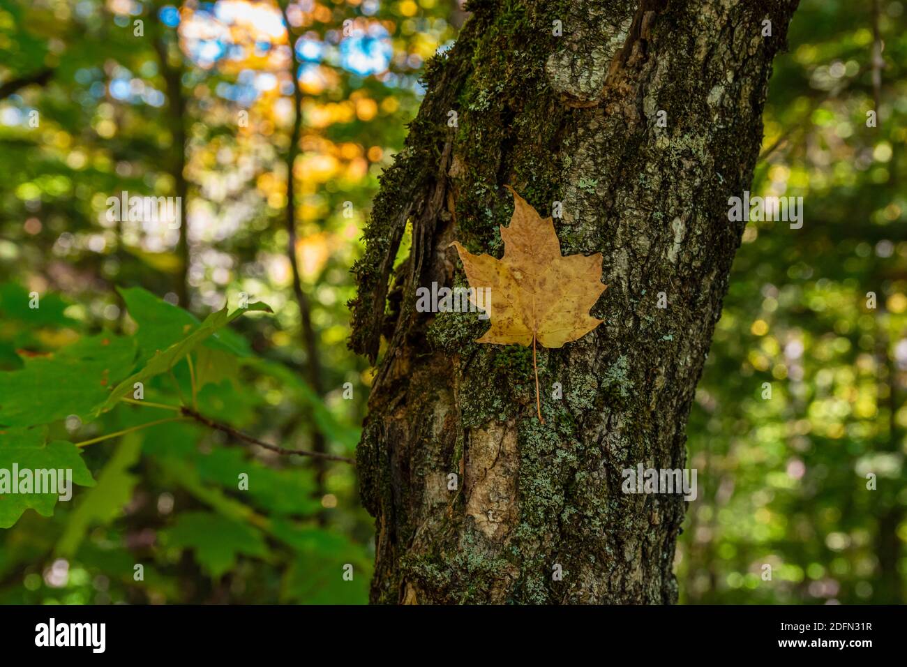 Hawk Lake Log Chute Algonquin Highlands Haliburton County Ontario ...