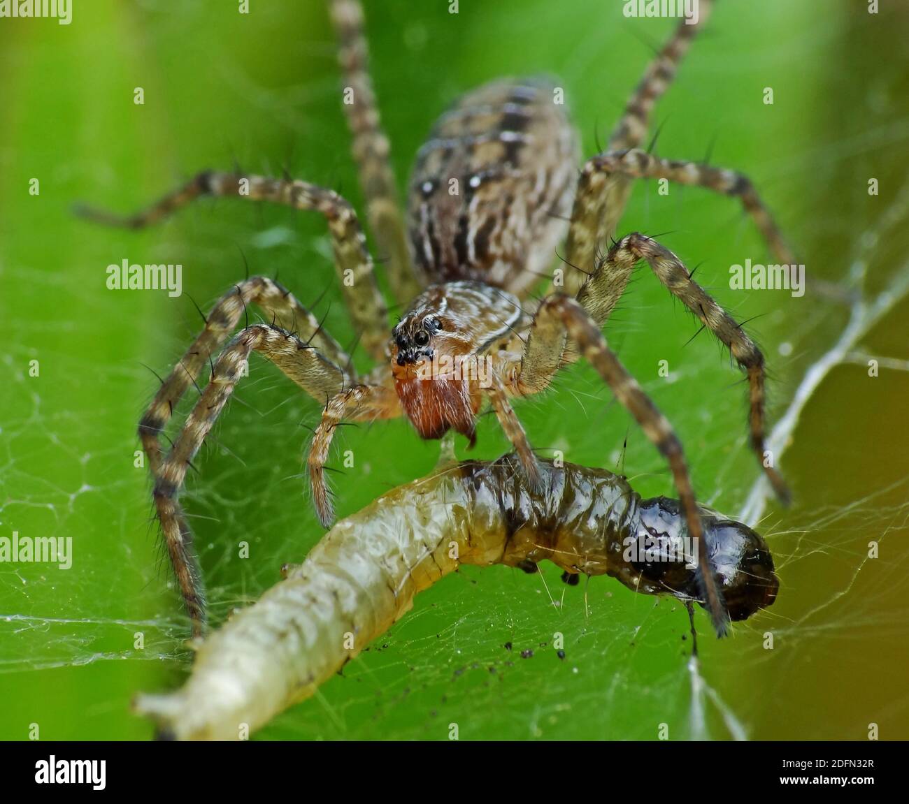 A spider is hunting food Stock Photo - Alamy