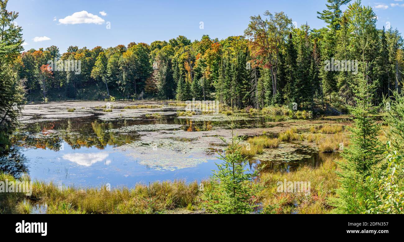 Canadian Marsh land Crowe Conservation Area Algonquin Highlands Apsley ...