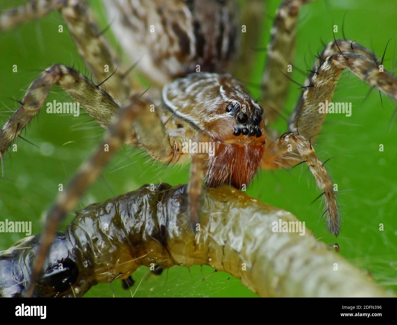 A spider is hunting food Stock Photo - Alamy