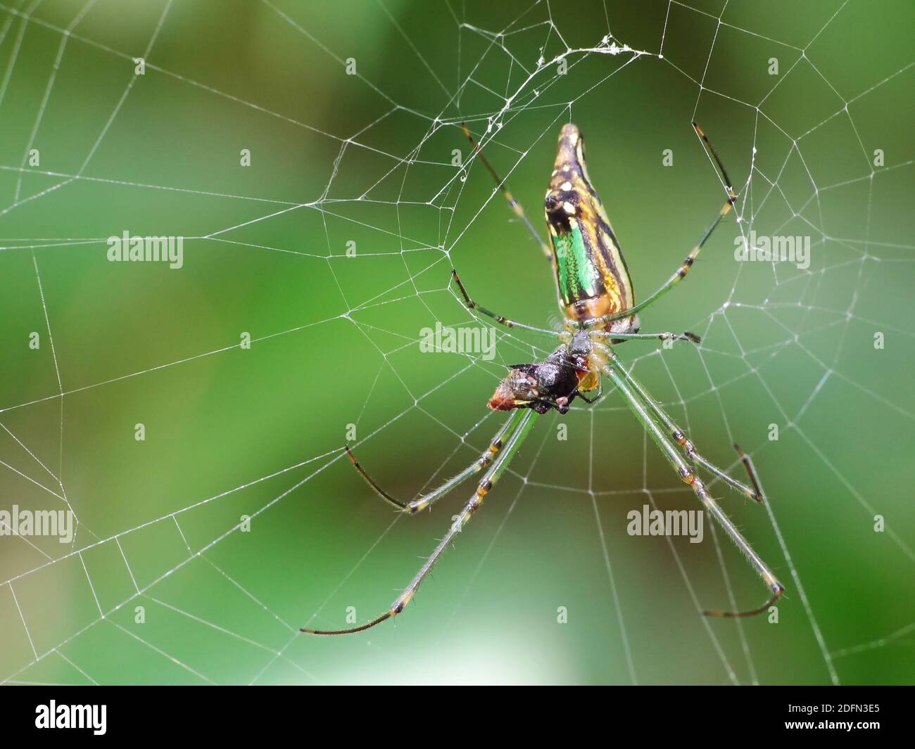 A spider is hunting food Stock Photo - Alamy