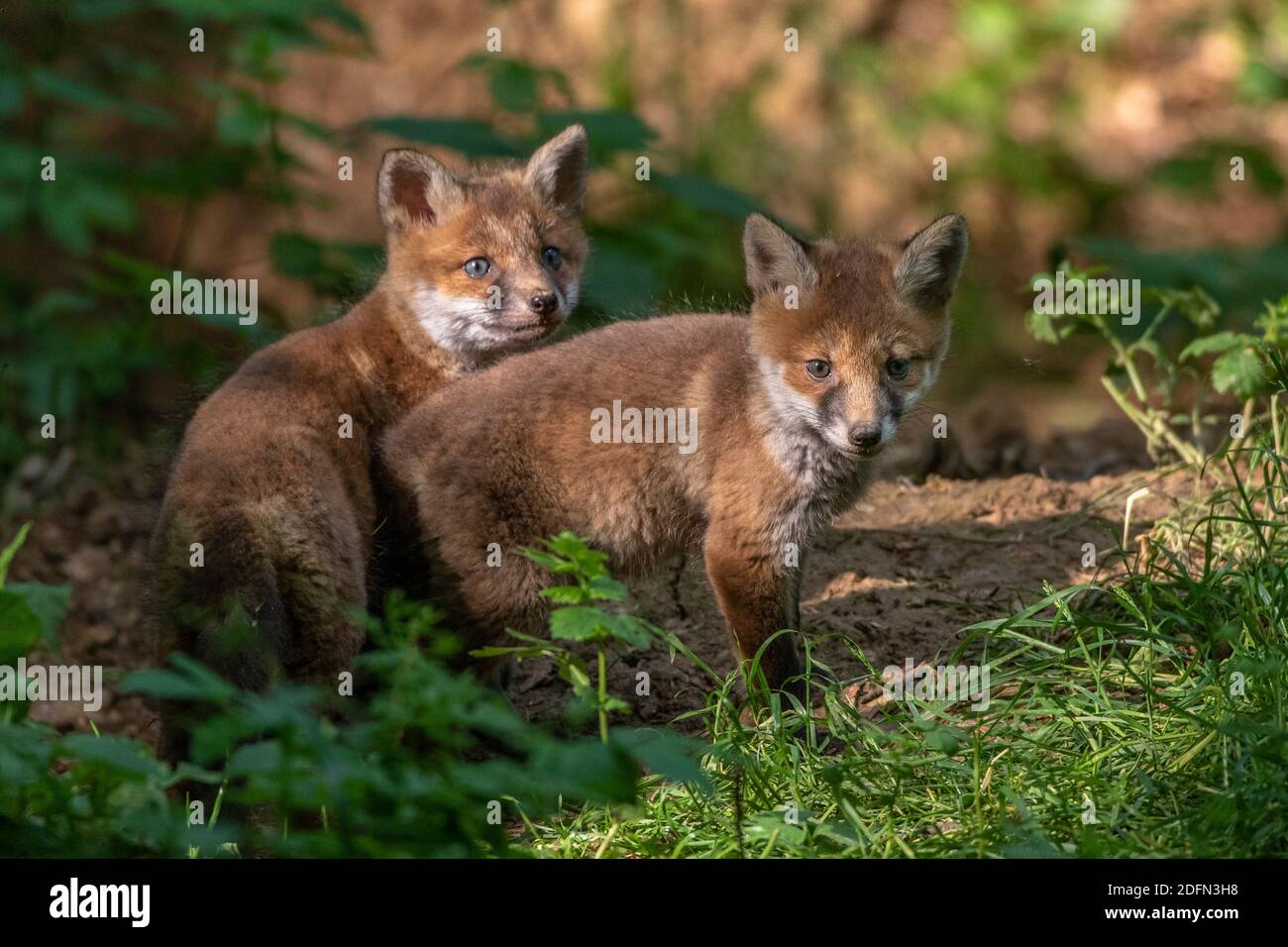 Rotfuchs welpen hi-res stock photography and images - Alamy