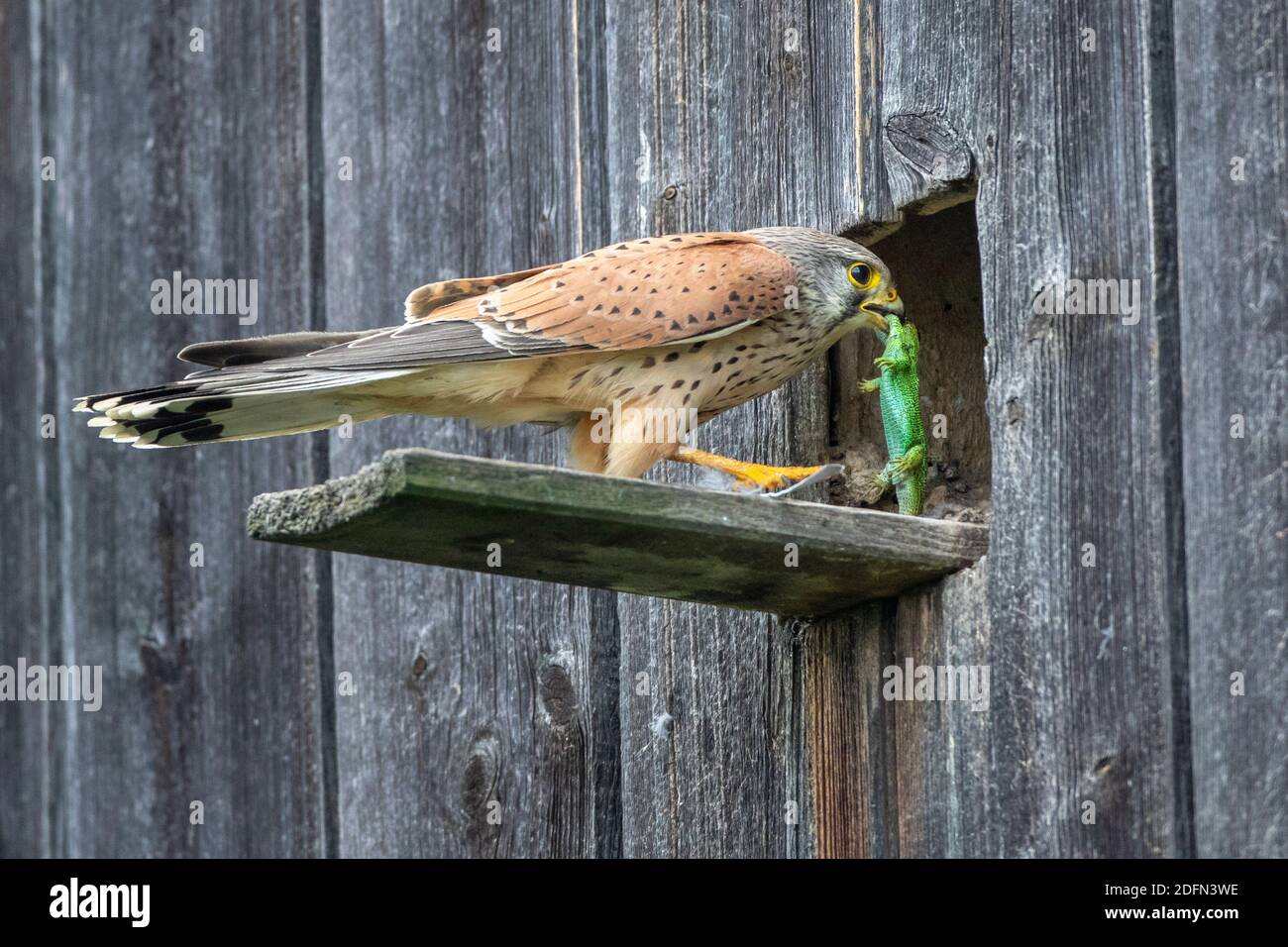 Mannchen Zauneidechse High Resolution Stock Photography and Images - Alamy