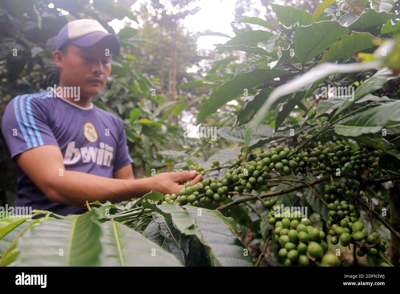 Indonesia is known as the best producer of Robusta and Arabica coffee ...