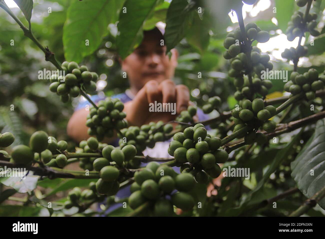Indonesia is known as the best producer of Robusta and Arabica coffee ...