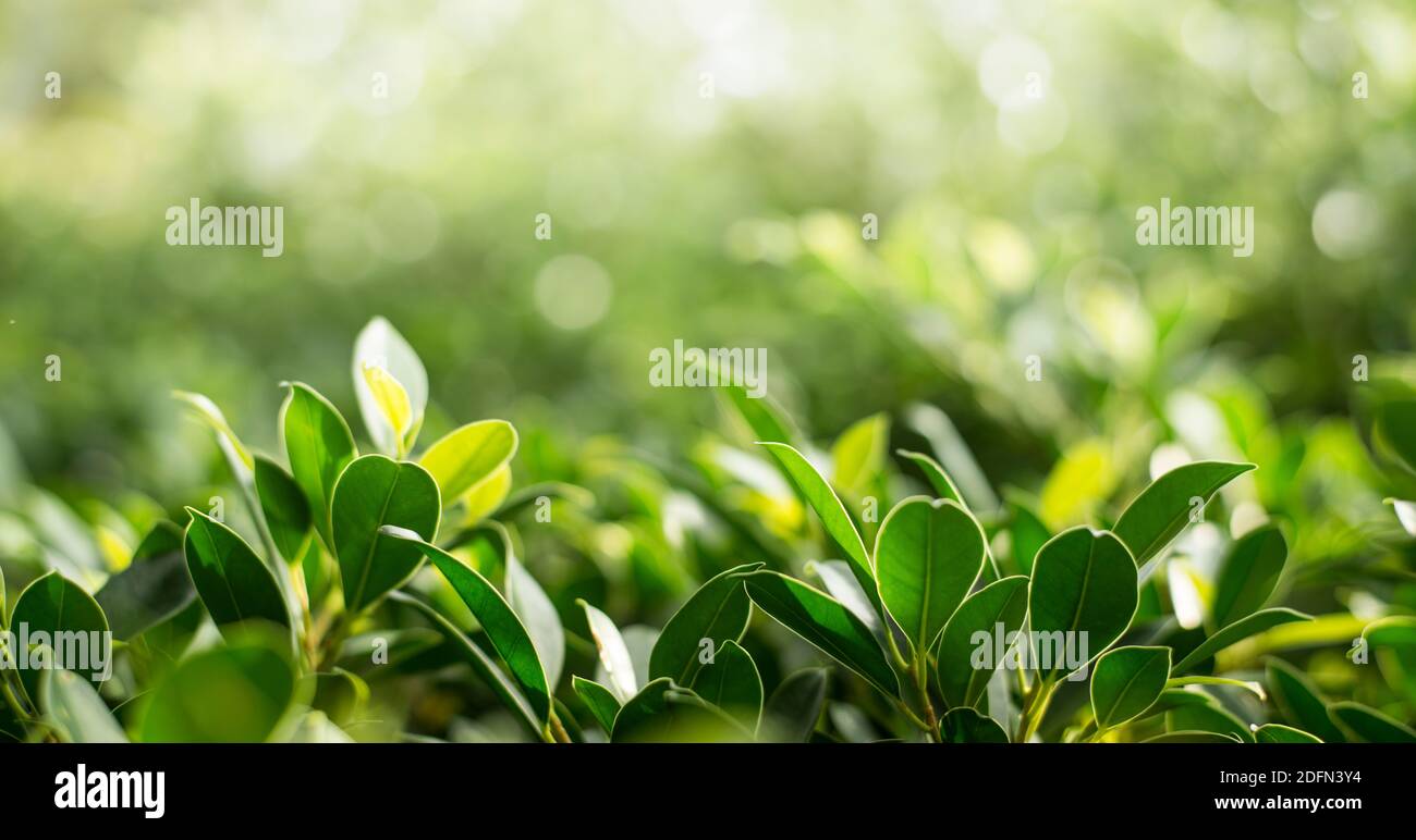 Closeup nature view of green leaf in the beams of sunlight. Natural ...