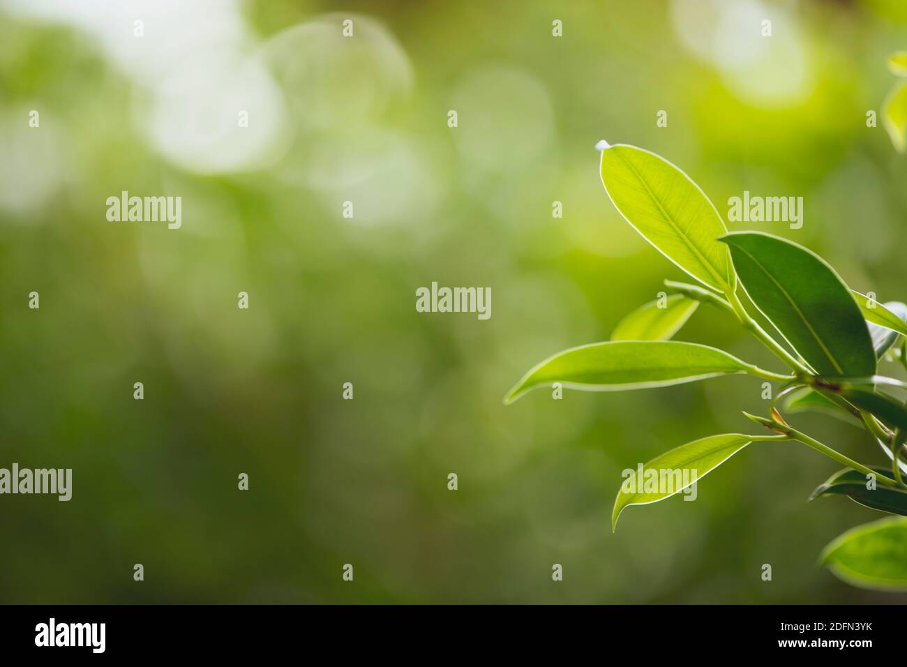 Closeup nature view of green leaf in the beams of sunlight. Natural ...