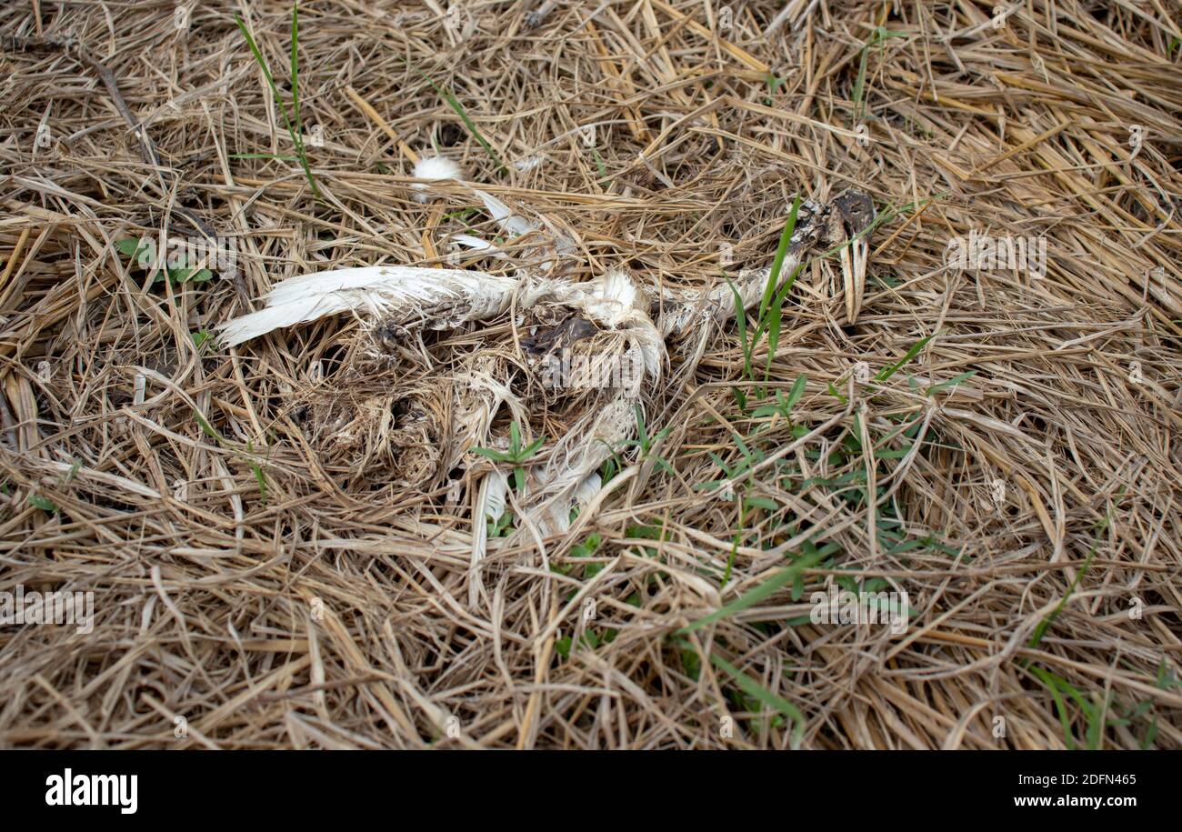 dead white cattle egret bird's corpse Stock Photo - Alamy