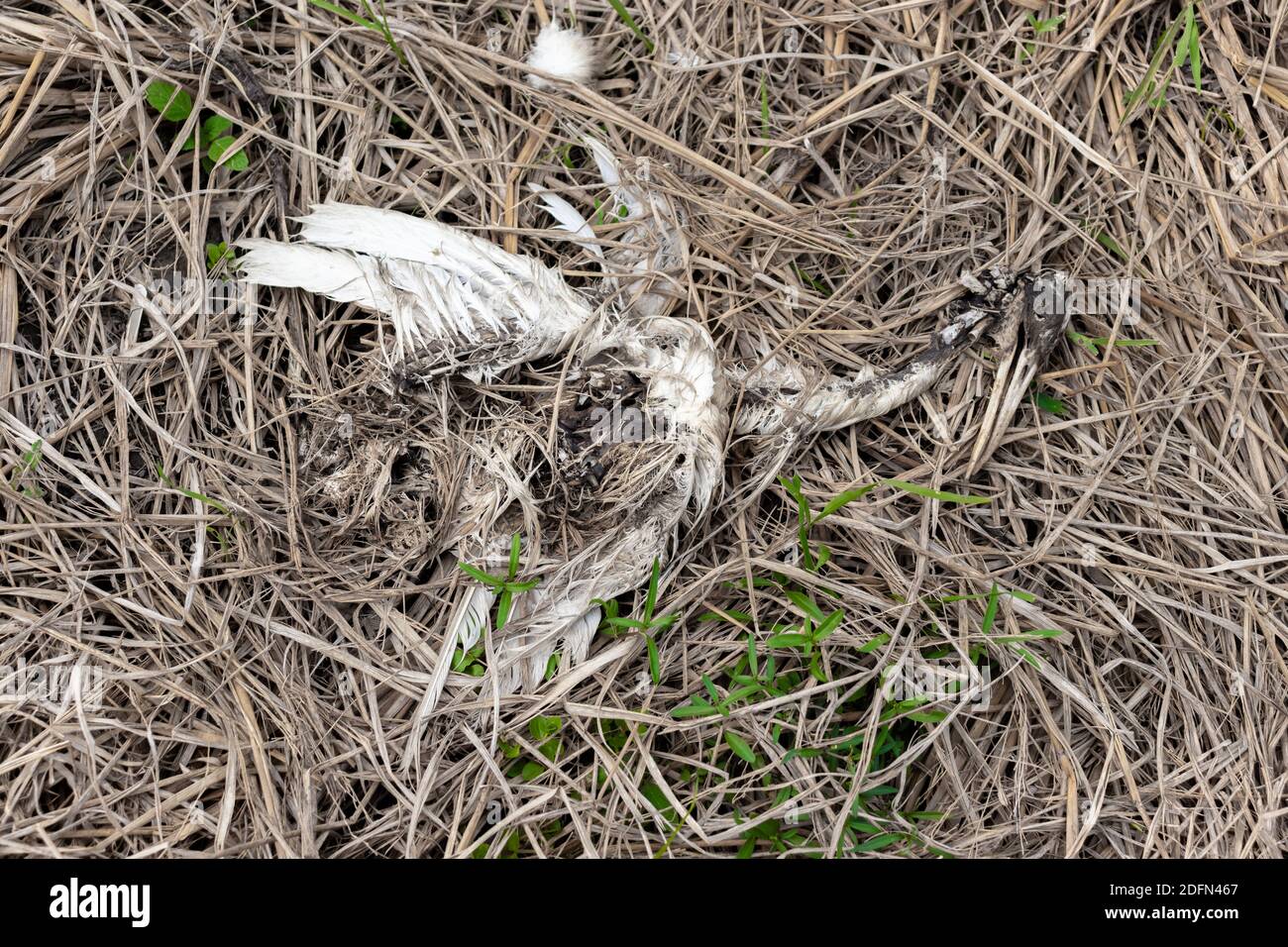 dead white cattle egret bird's corpse Stock Photo - Alamy