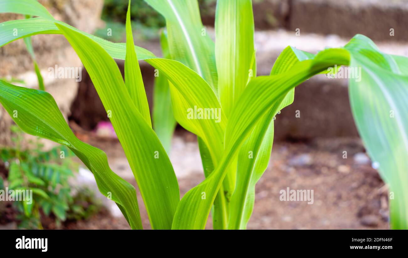 Corn leaves hi-res stock photography and images - Alamy