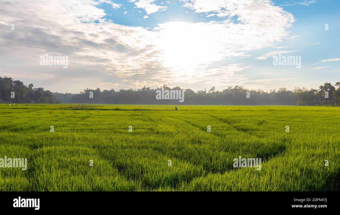 Paddy field scenery hi-res stock photography and images - Alamy