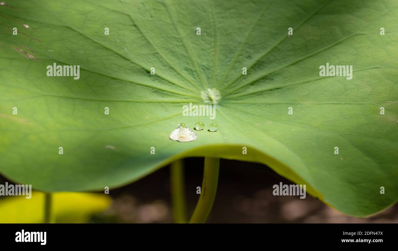 Drops water on lotus hi-res stock photography and images - Alamy