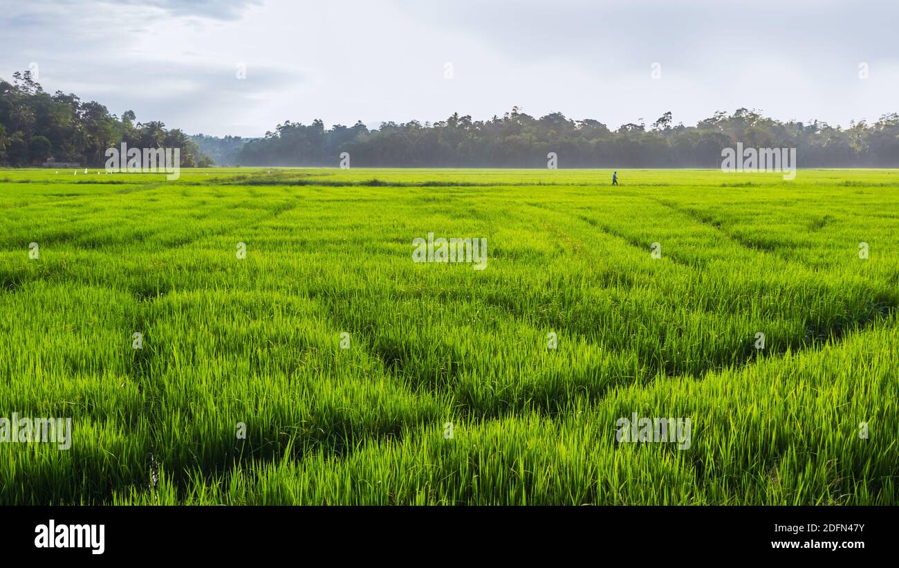 beautiful morning mist in paddy field photograph Stock Photo - Alamy