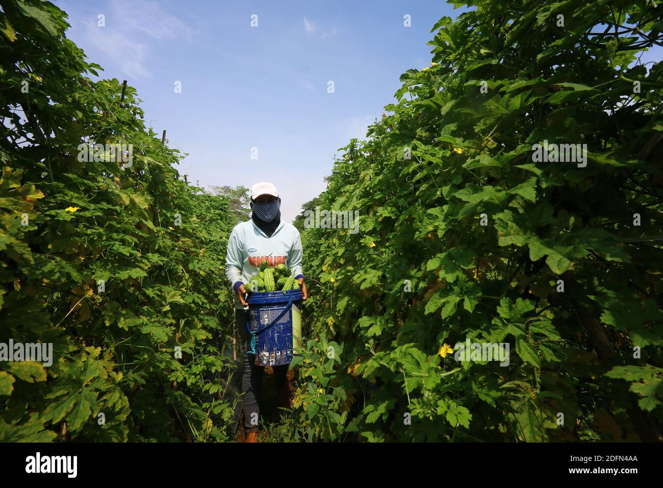 Paria fruit has a high nutritional content. In addition, it also has ...