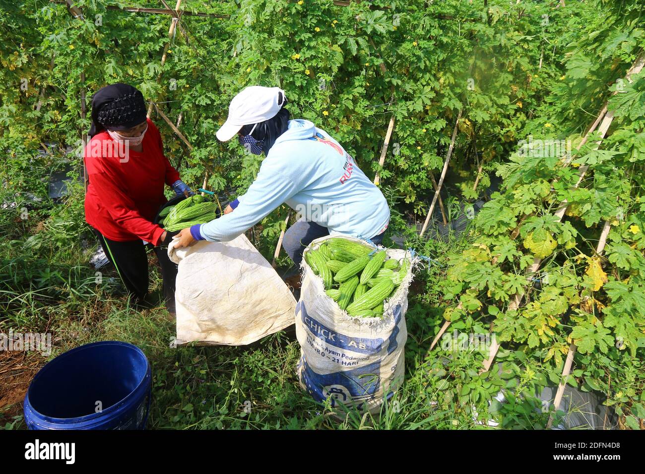 Paria fruit has a high nutritional content. In addition, it also has ...