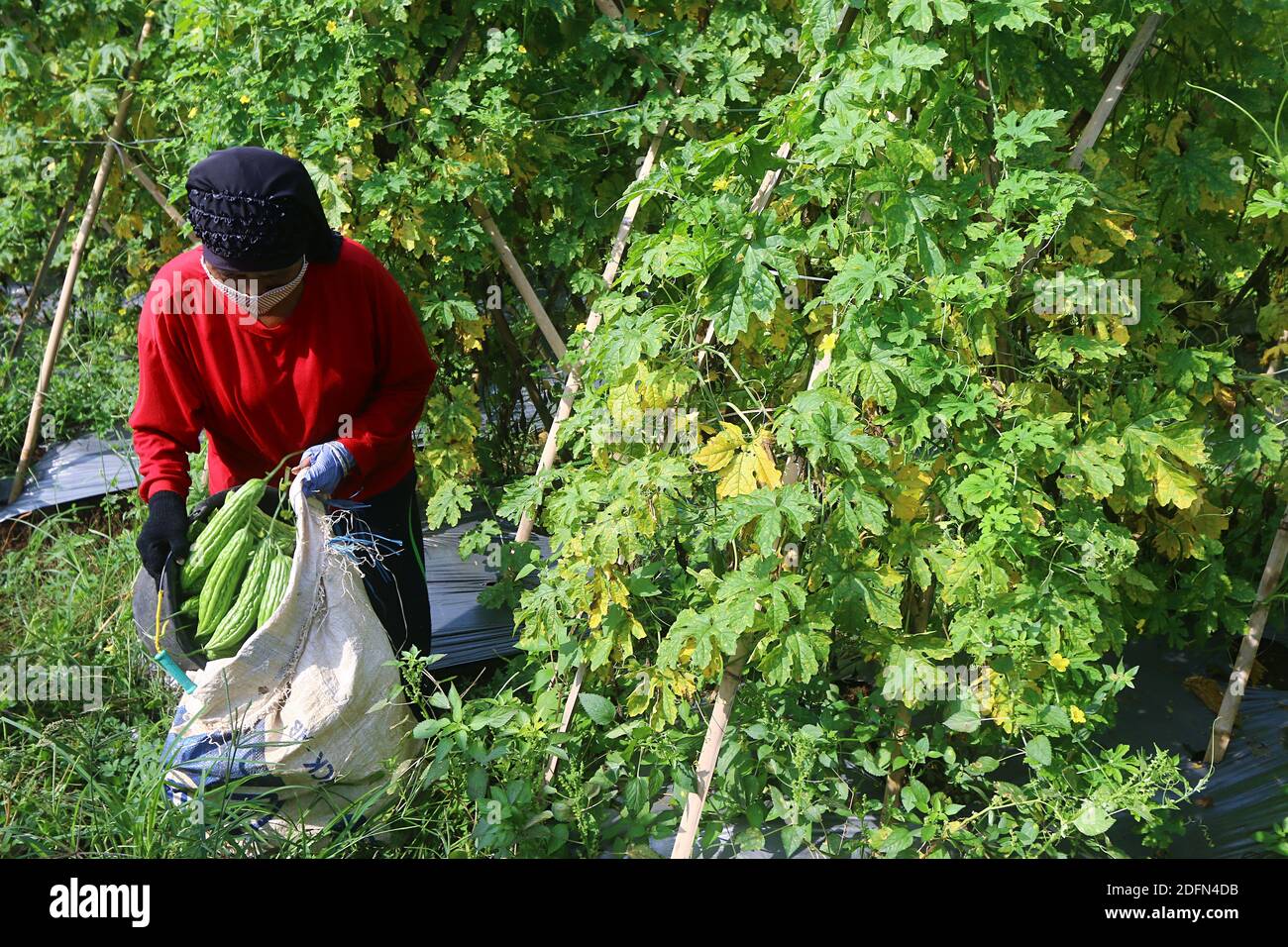 Paria fruit has a high nutritional content. In addition, it also has ...