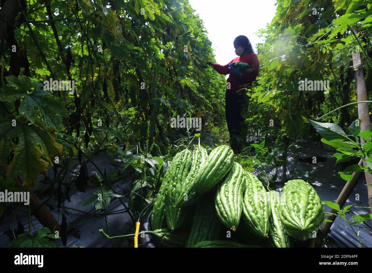 Paria fruit has a high nutritional content. In addition, it also has ...