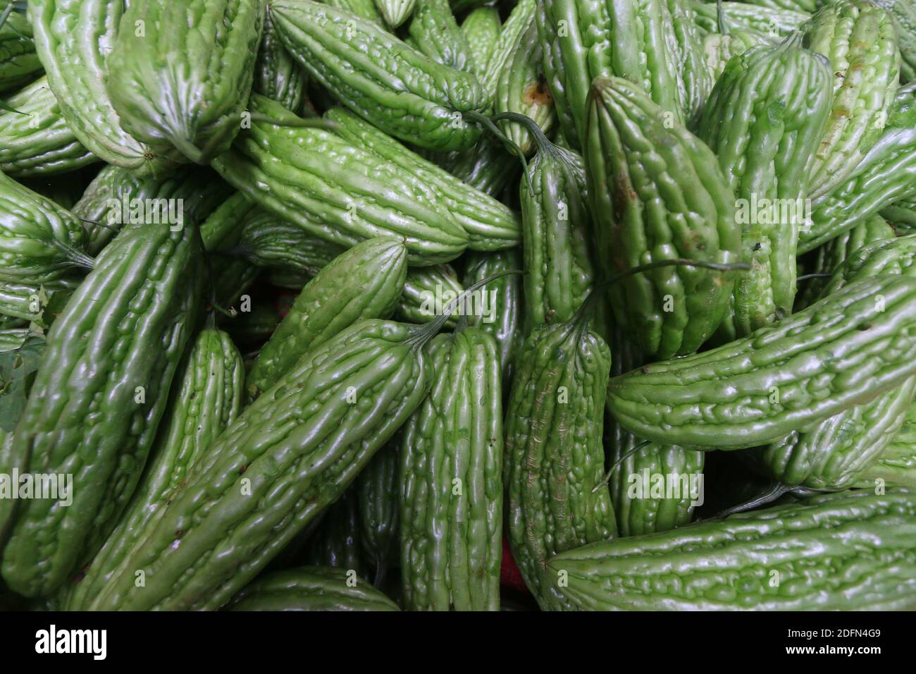 Paria fruit has a high nutritional content. In addition, it also has ...