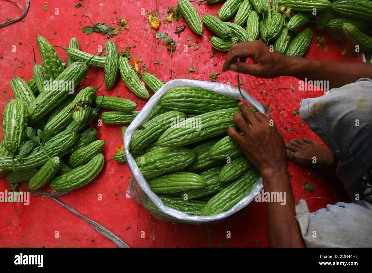 Paria fruit has a high nutritional content. In addition, it also has ...