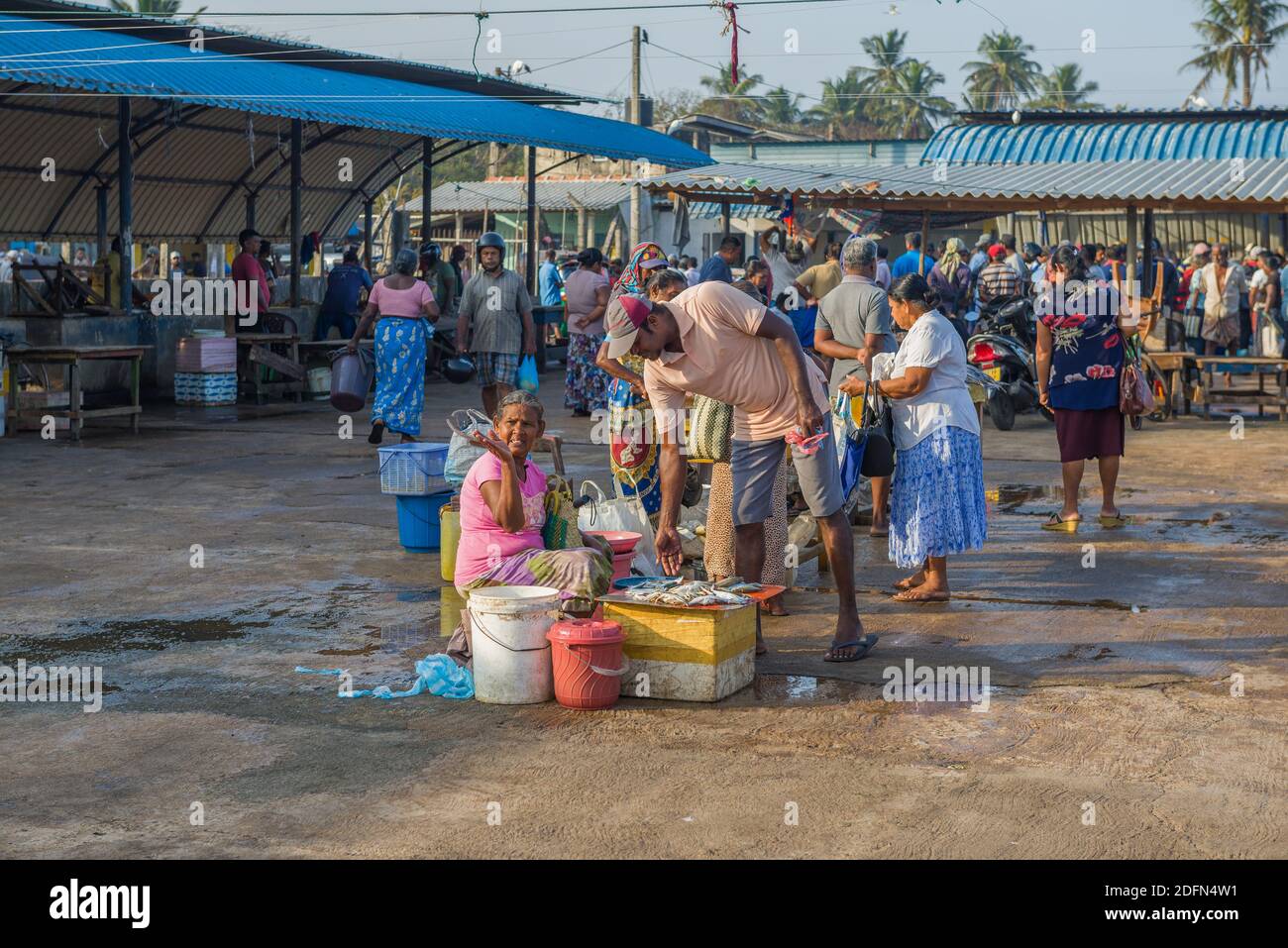 NEGOMBO, SRI LANKA - FEBRUARY 03, 2020: Morning on the fish market ...