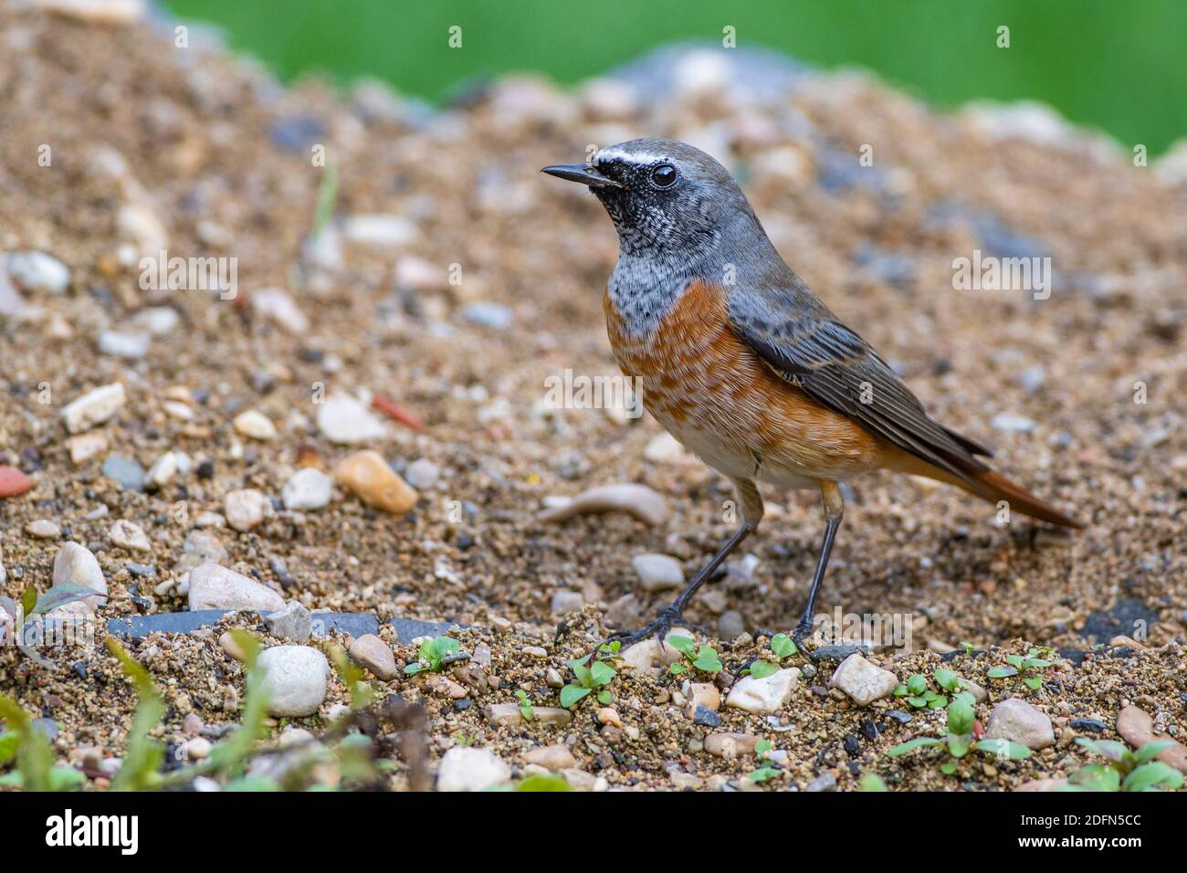 Junges mannchen hi-res stock photography and images - Alamy