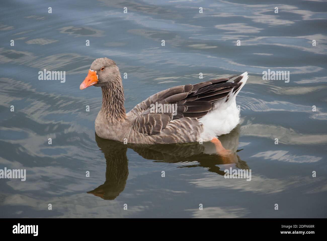 Silhouette single goose swimming hi-res stock photography and images ...