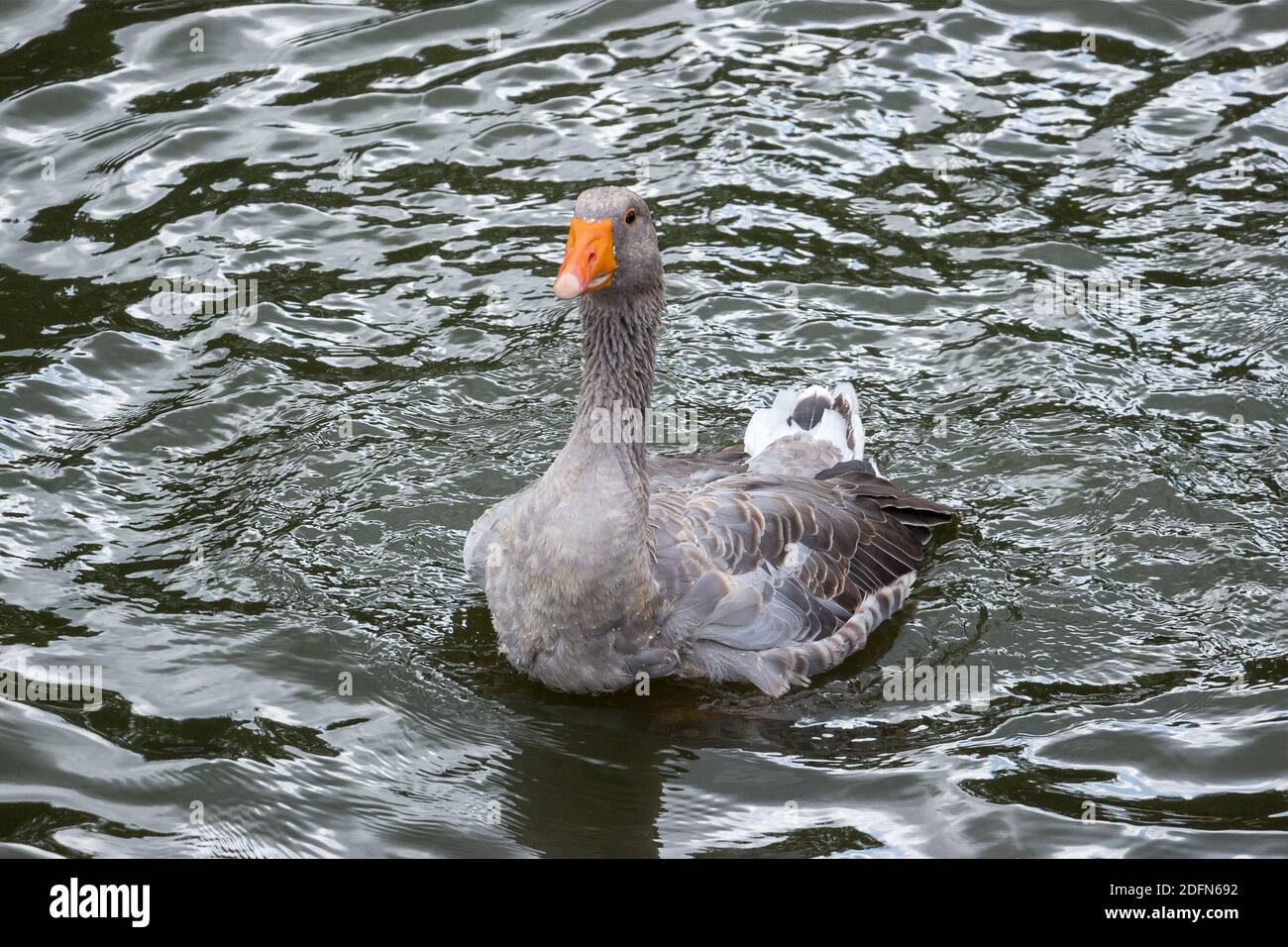 Goose swimming in a lake Stock Photo - Alamy