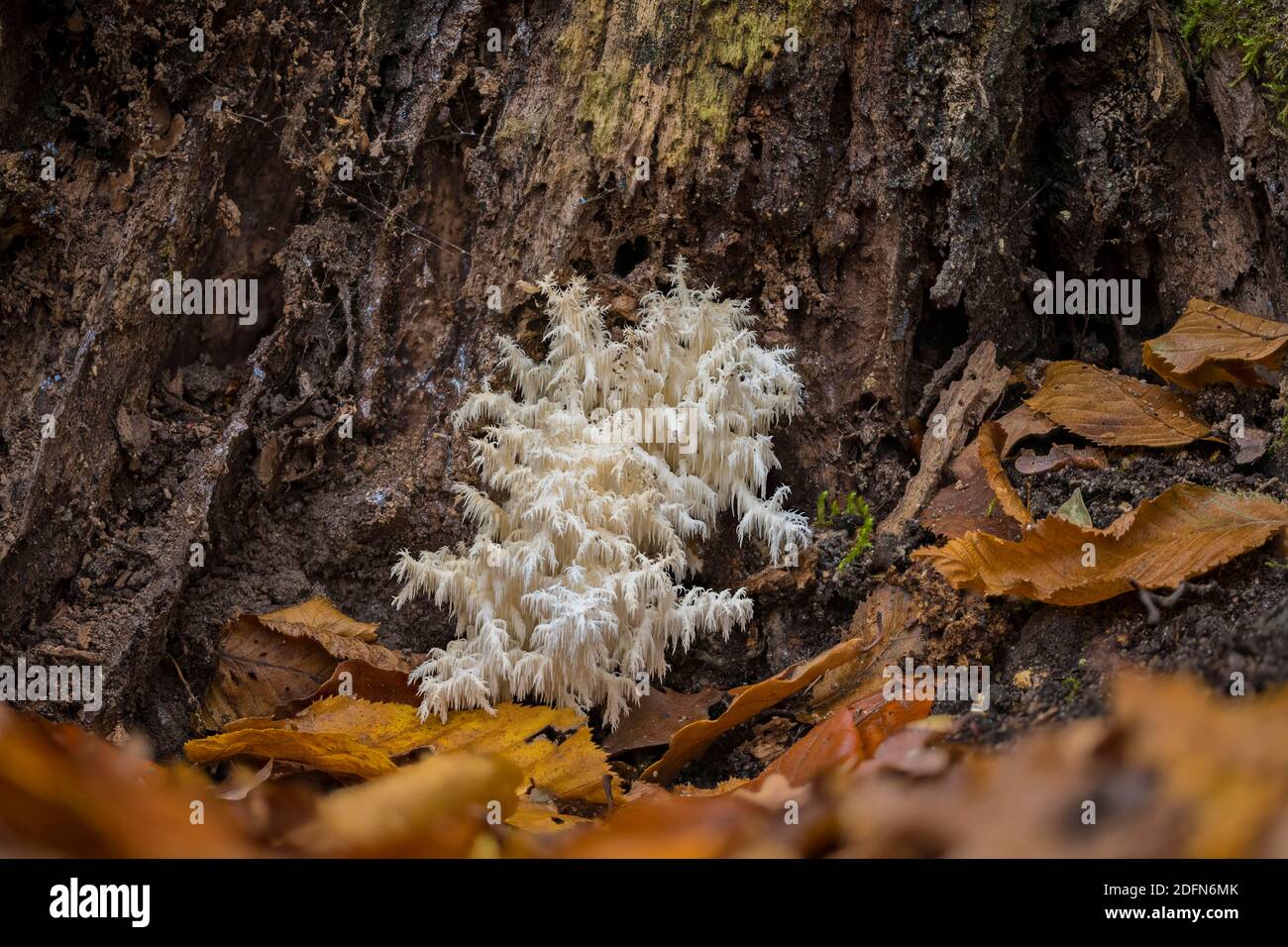 Coral tooth fungus (Hericium corallouides) on rotten oak root ...