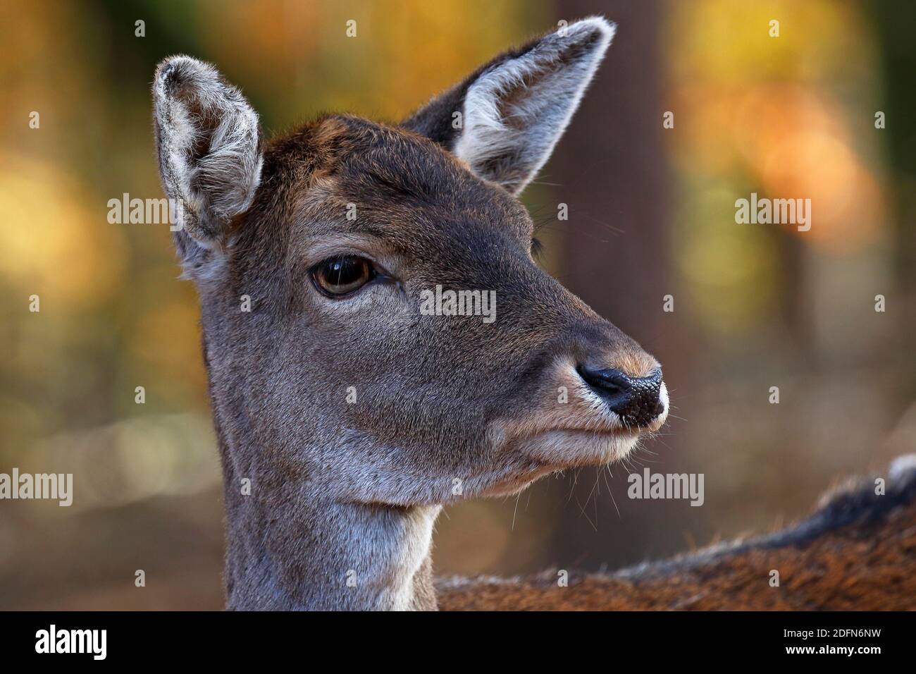 Fallow deer, Fallow deer cow (Dama dama) female, animal portrait ...