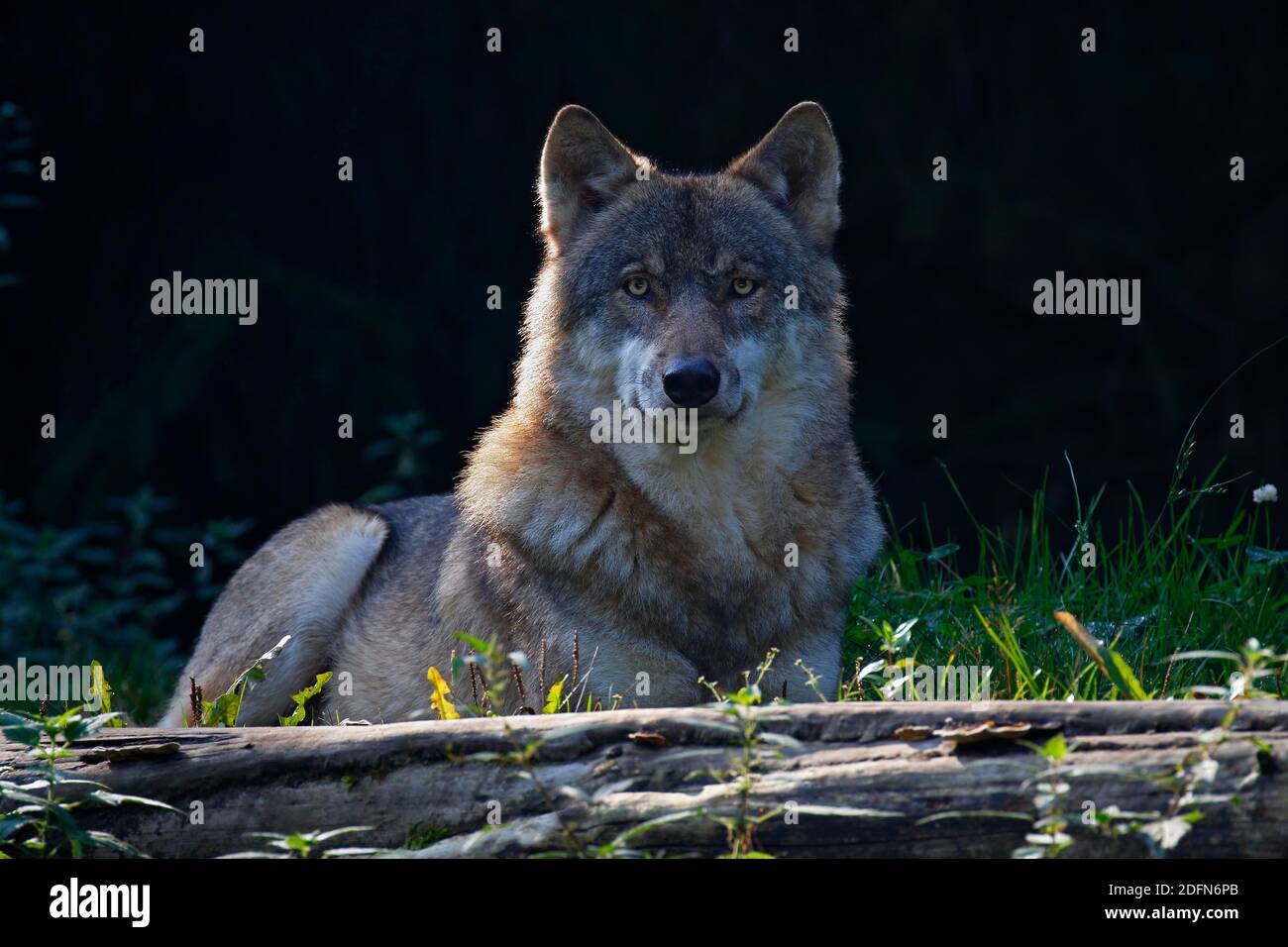 Wolf environment hi-res stock photography and images - Alamy