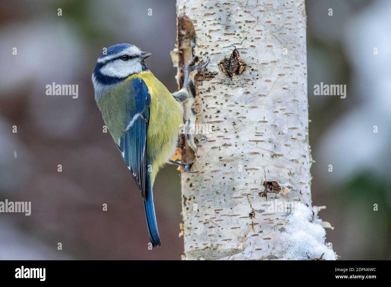 Cyanistes caeruleus hi-res stock photography and images - Alamy