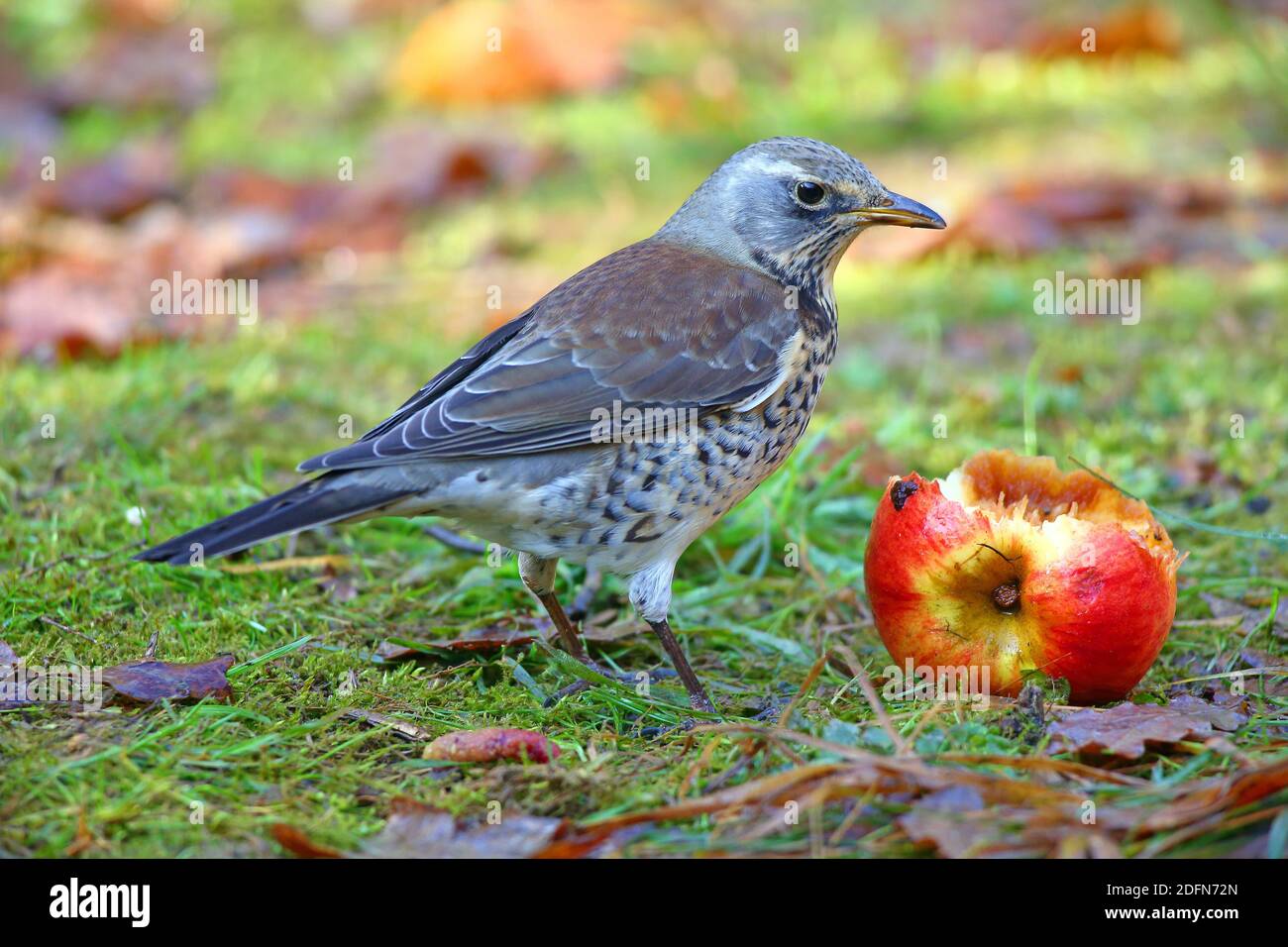Bird fieldfare hi-res stock photography and images - Alamy