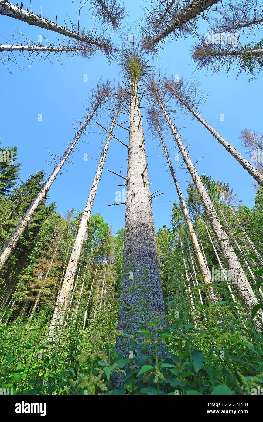 Dead spruce (Picea), Solms, Hesse, Germany Stock Photo - Alamy