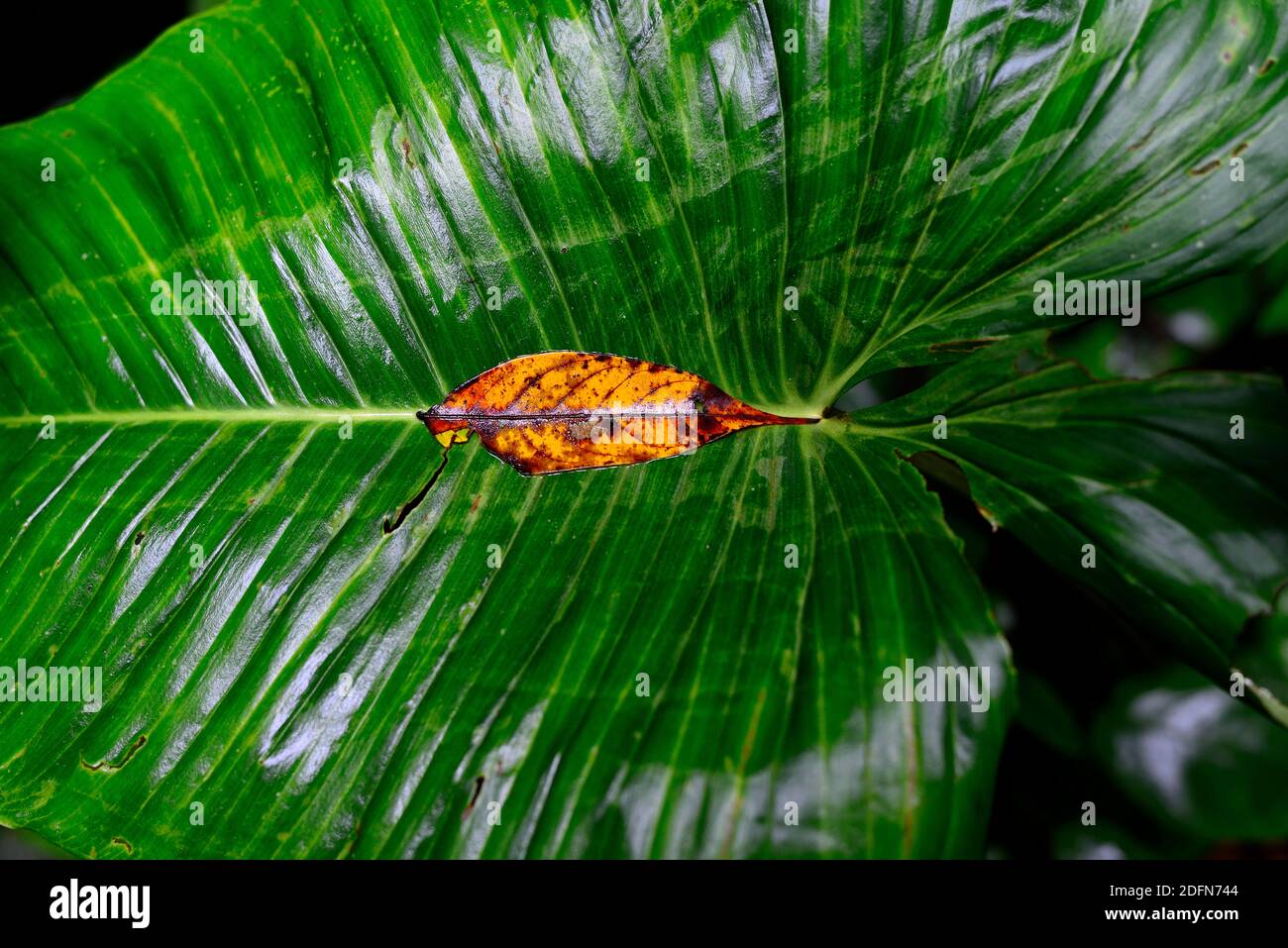 Wet leaves in tropical rainforest, near Tena, Napo Province, Ecuador ...