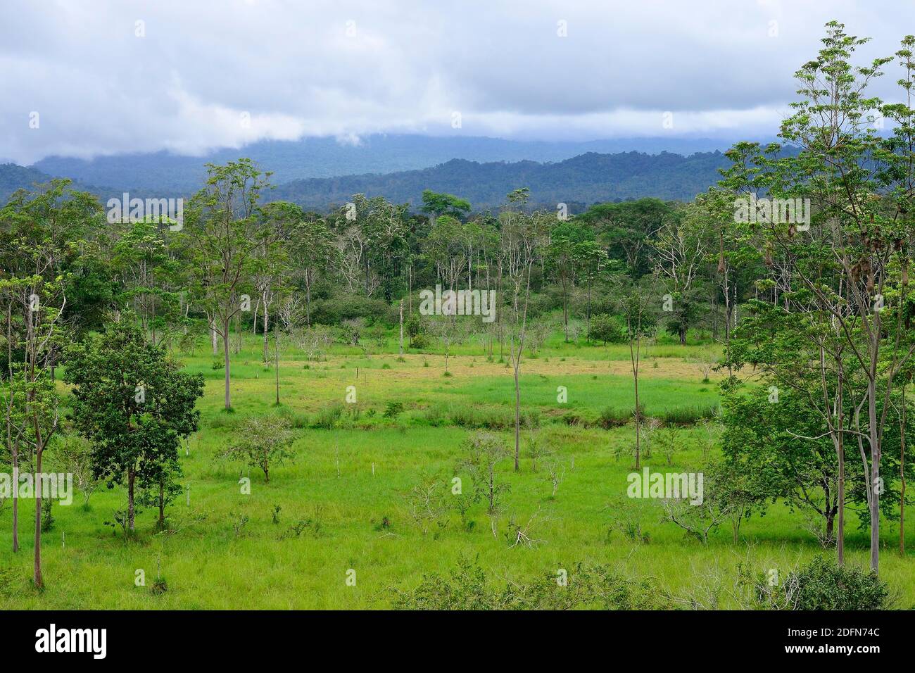 Landscape with disappearing rainforest along road 436, near Tena, Napo ...