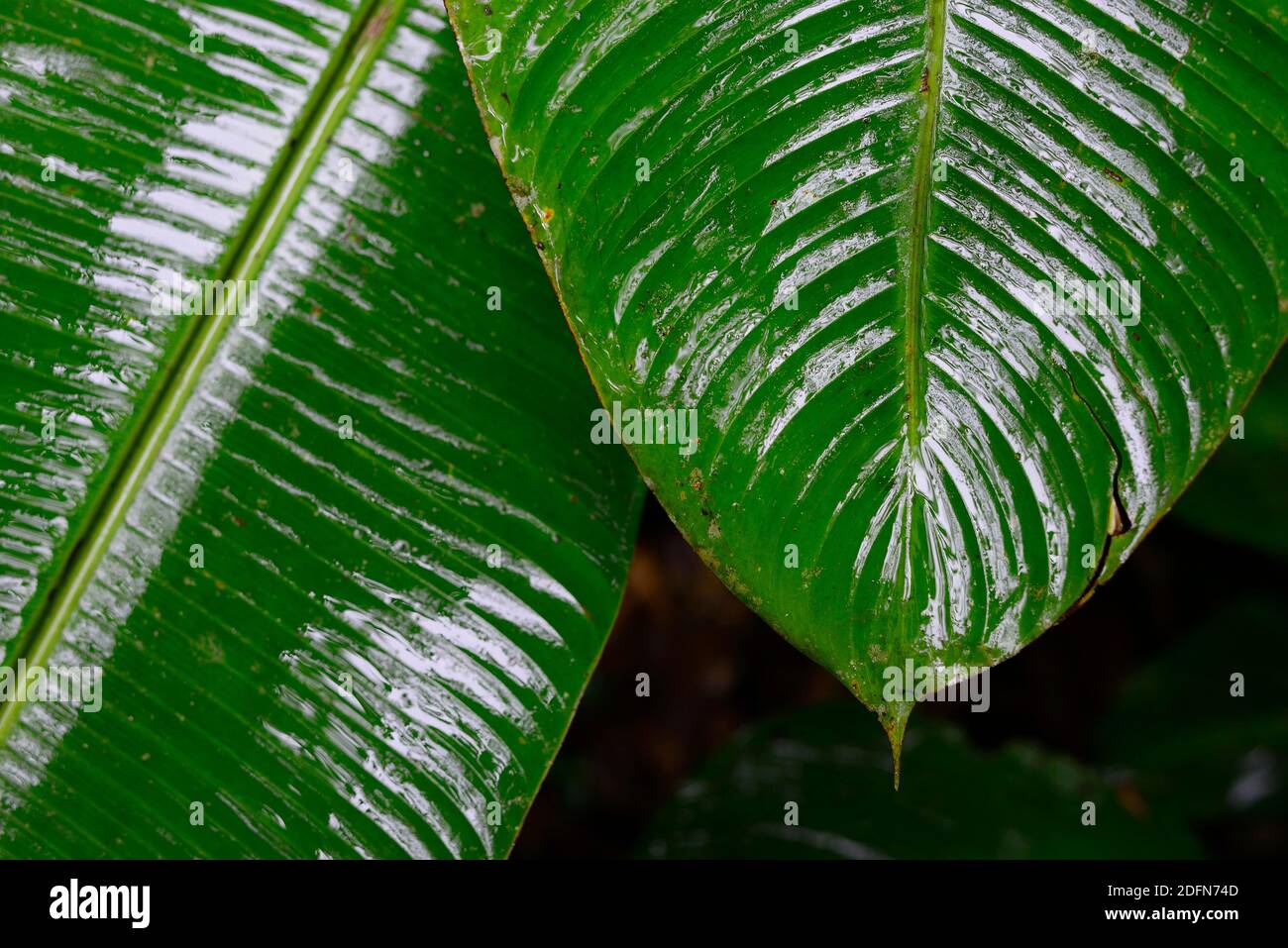 Wet leaves in tropical rainforest, detail, near Tena, Napo Province ...
