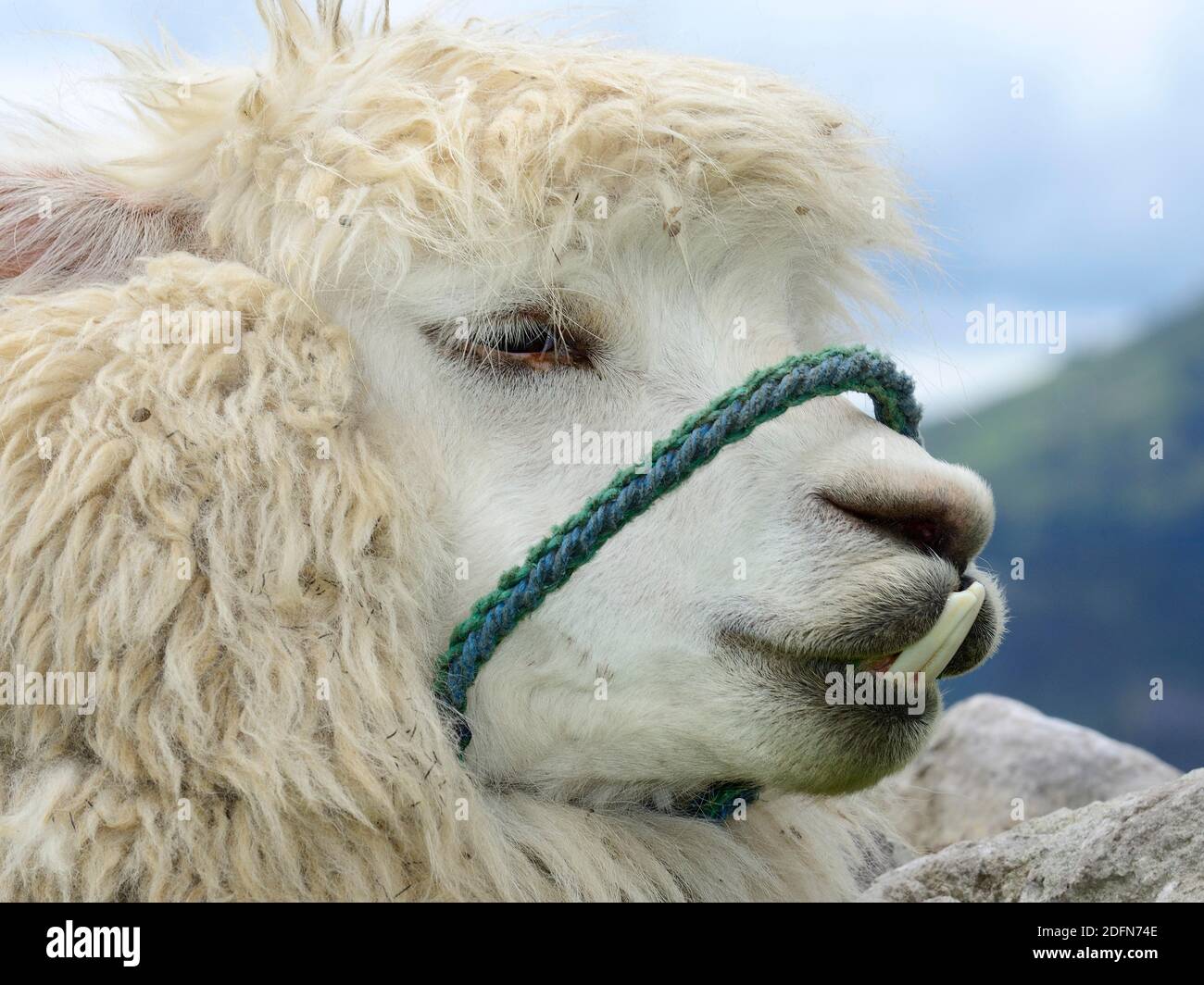Alpaca (Vicugna pacos) with underbite, near Otavalo, Imbabura province ...