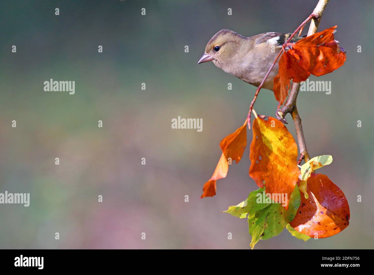 Common chaffinch (Fringilla coelebs), female with colorful beech leaves ...