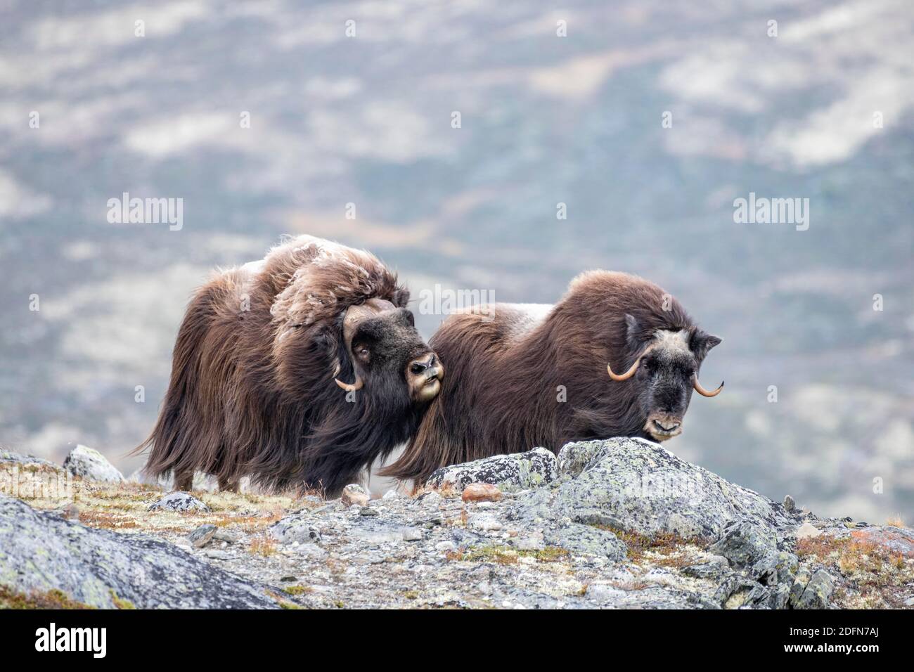 Musk ox (Ovibos moschatus), bull with female, Dovrefjell-Sunndalsfjella ...