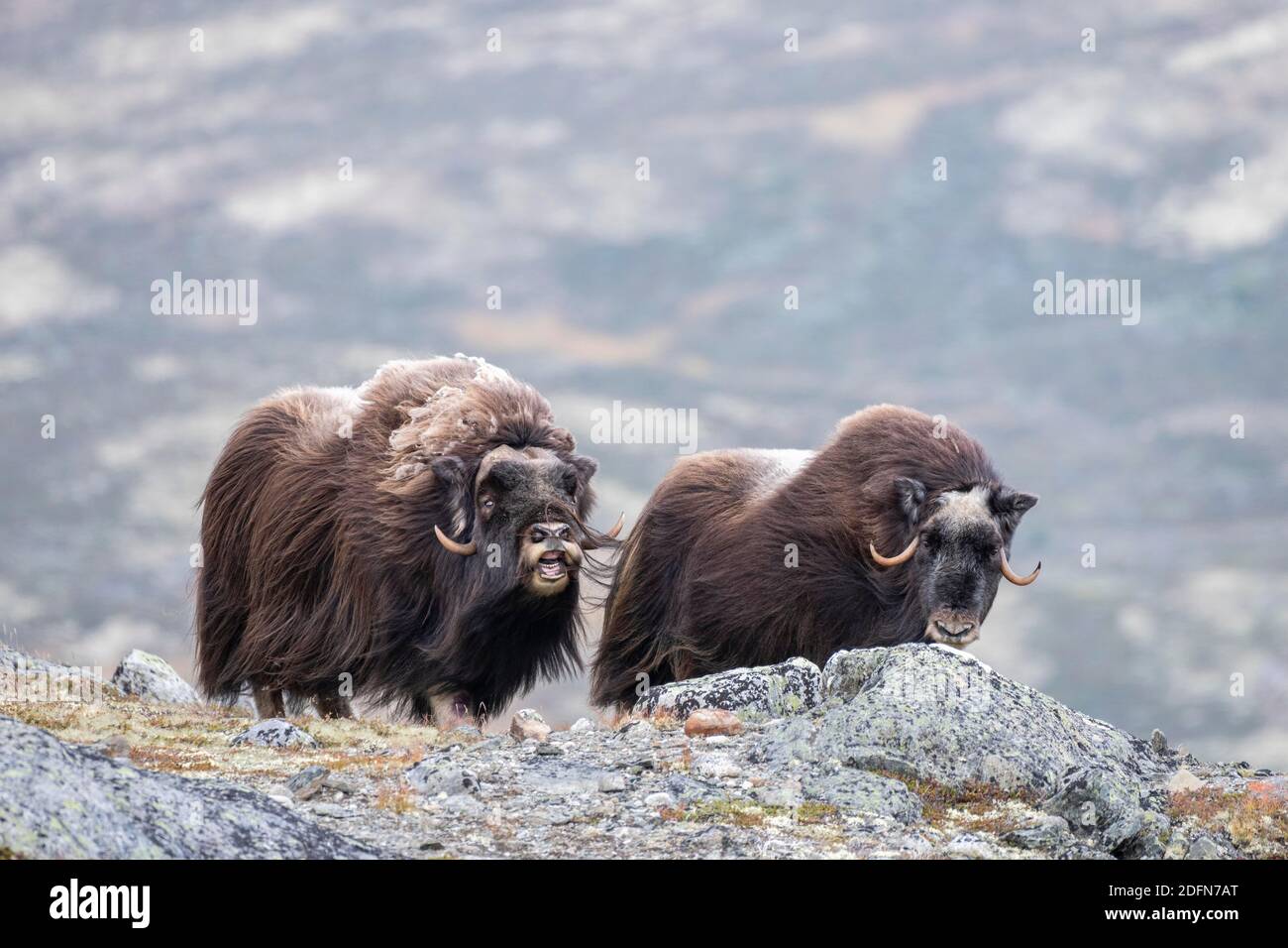 Musk ox (Ovibos moschatus), bull with female, Dovrefjell-Sunndalsfjella ...