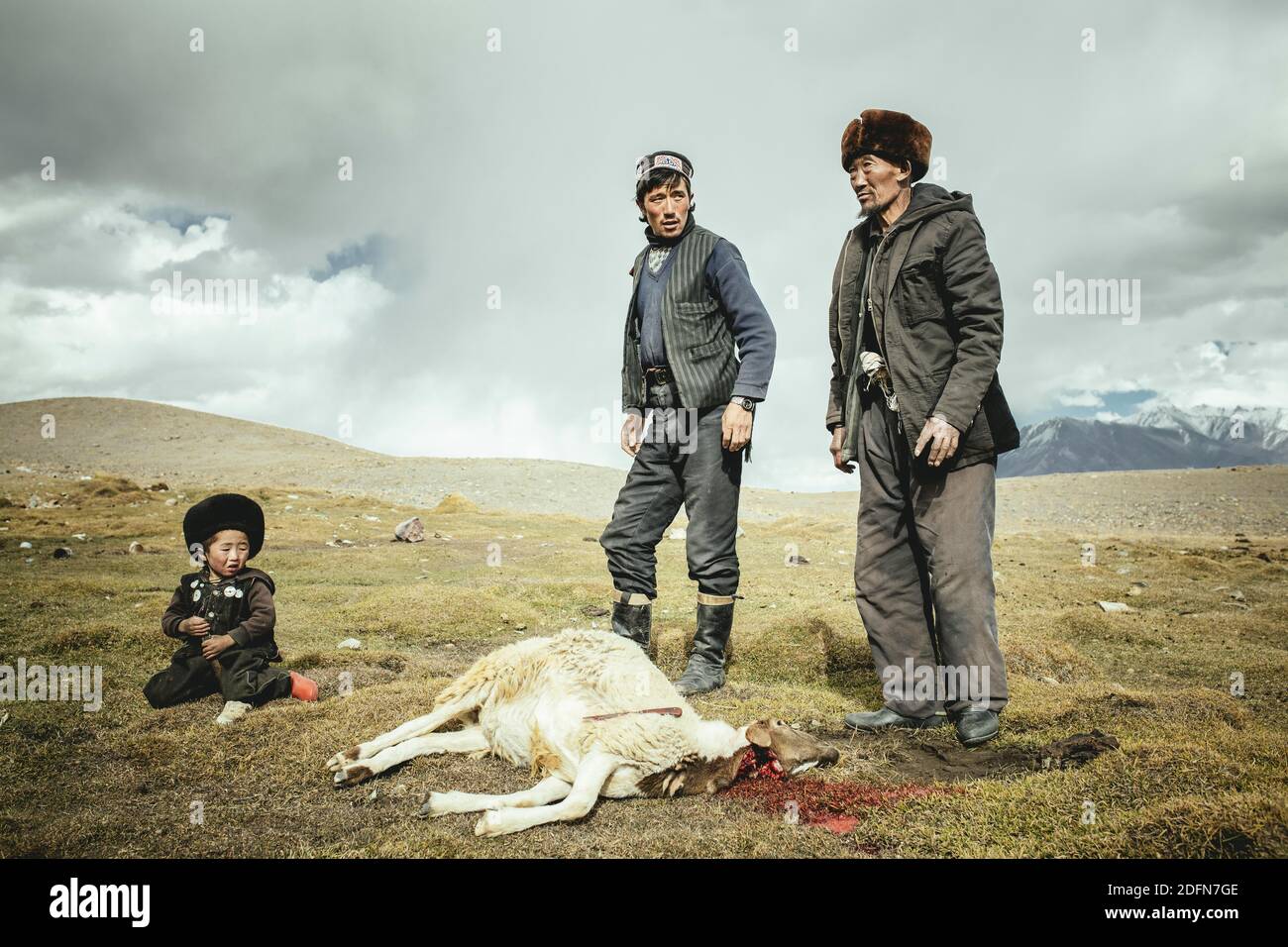 Two men and a boy after slaughtering a sheep, the sheep lies with its ...