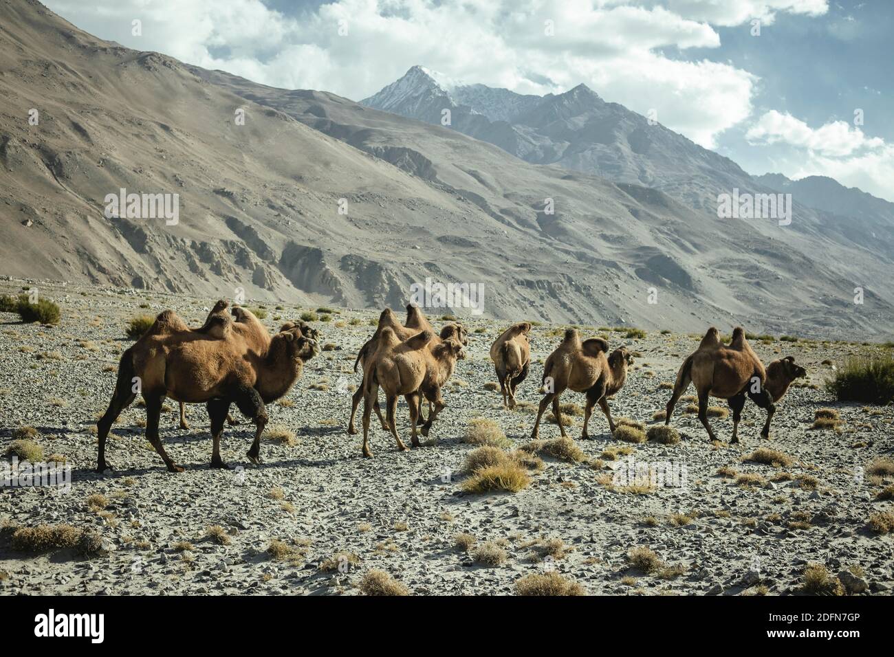 Bactrian camels (Camelus Ferus) on a scree slope in front of a scree ...