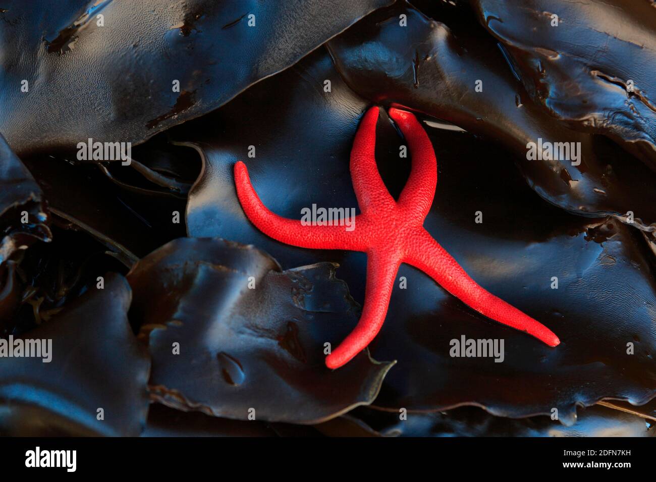 Henricia leviuscula hi-res stock photography and images - Alamy