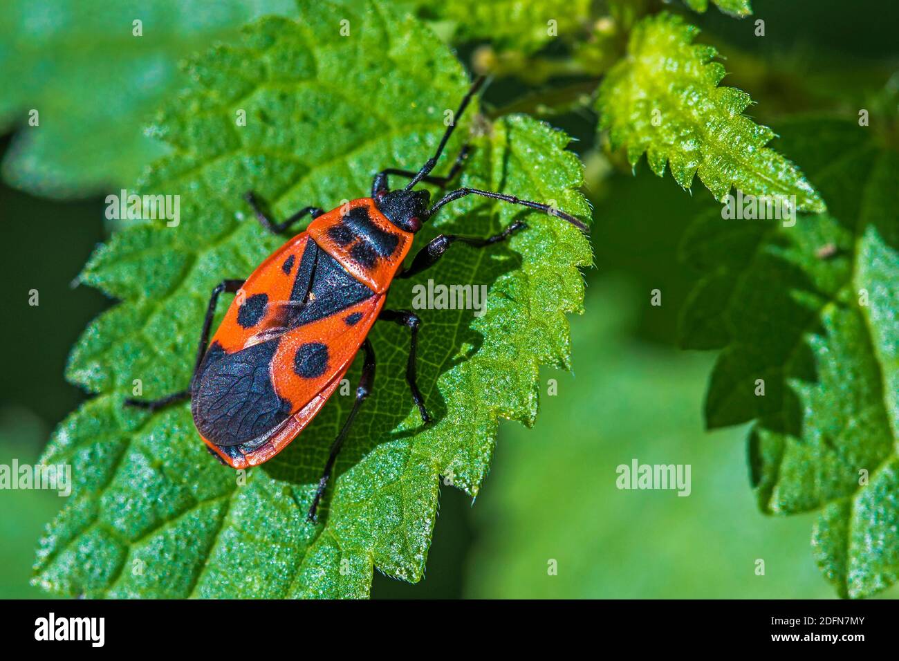 Feuerwanze (Pyrrhocoris apterus Stock Photo - Alamy