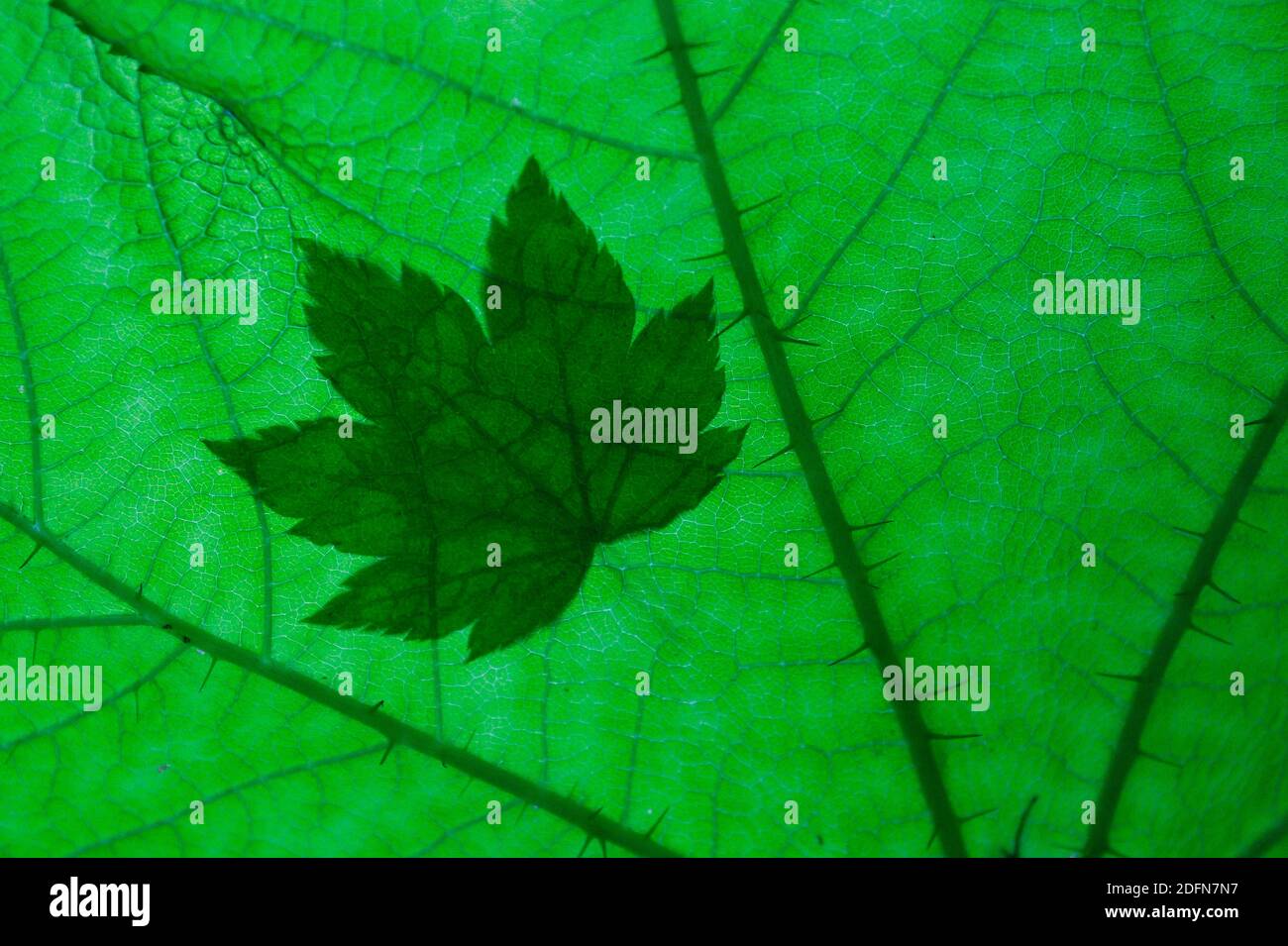Maple leaf ( Acer spec.) , shade, Olympic National Park, Washington ...