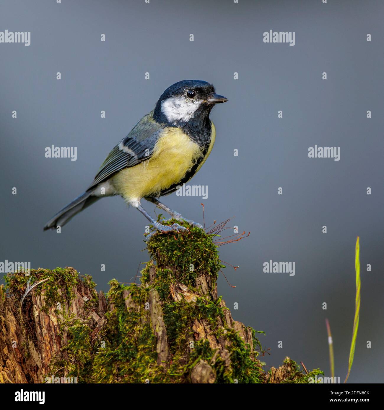 Adult parus major hi-res stock photography and images - Alamy