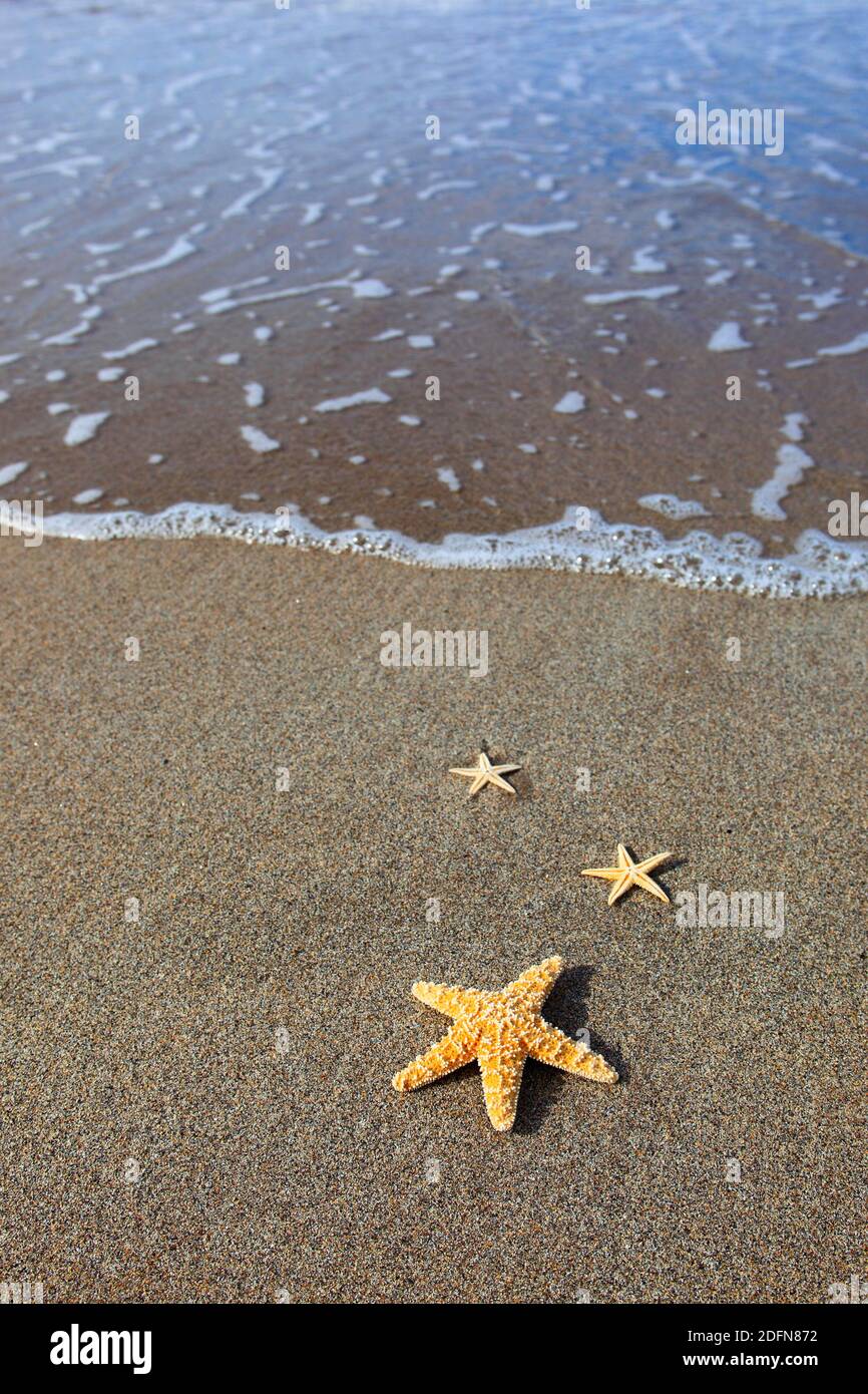 Starfish on the beach Stock Photo - Alamy