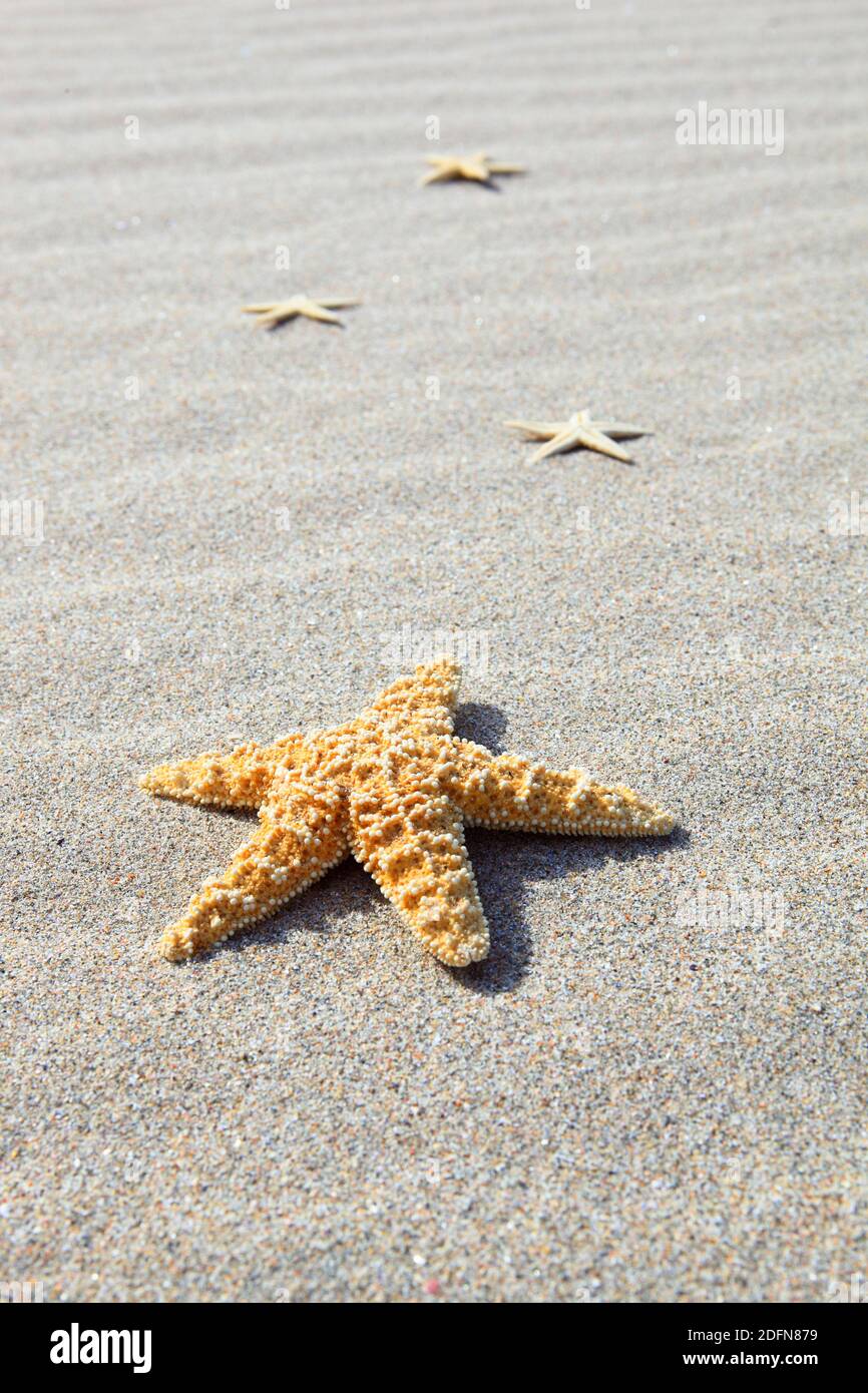 Starfish on the beach Stock Photo - Alamy