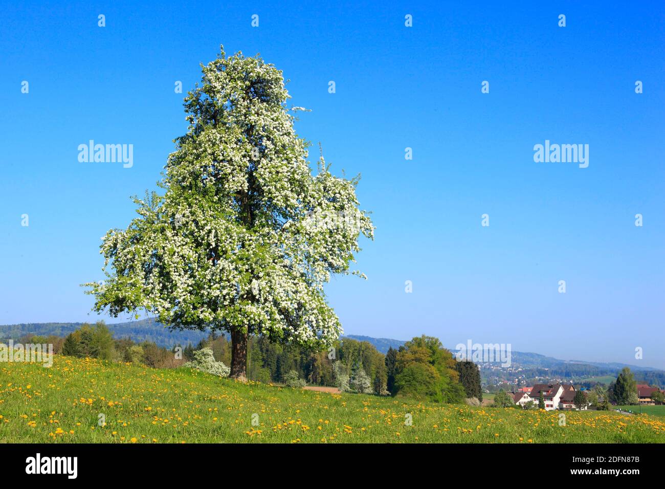 Pear tree in bloom pyrus communis hi-res stock photography and images ...